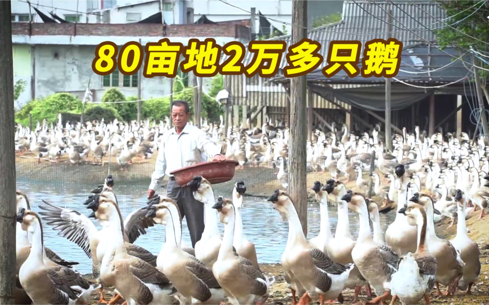实拍汕头狮头鹅养殖场:80亩地2万多只鹅,真不愧是鹅司令!