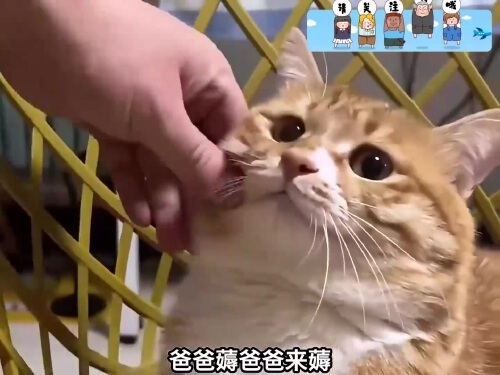 当你以为猫咪只会撒娇时,背后的双重标准却让人瞠目结舌