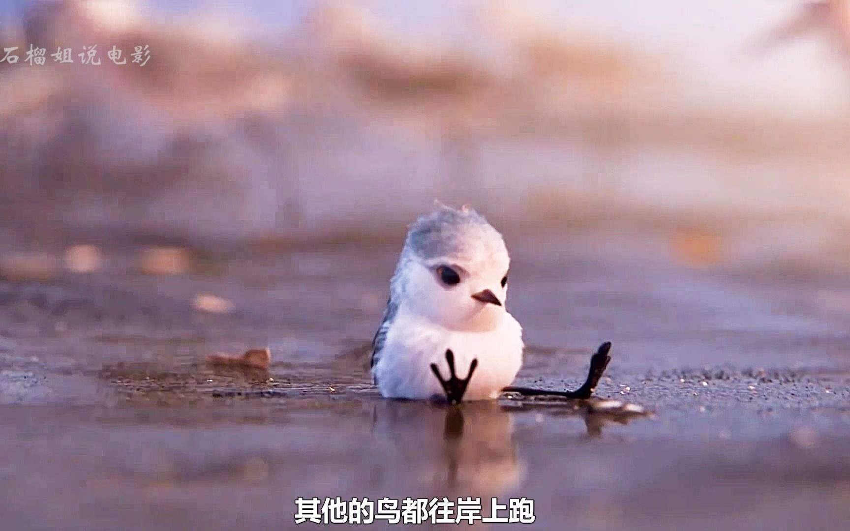 奥斯卡最佳动画短片,关于成长,希望每个小朋友都像小鹬那么勇敢