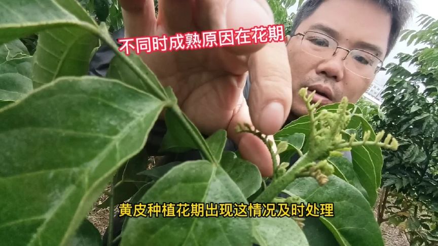 黄皮种植花期分芽不统一及时这样处理,否则后期果成熟时间不统一