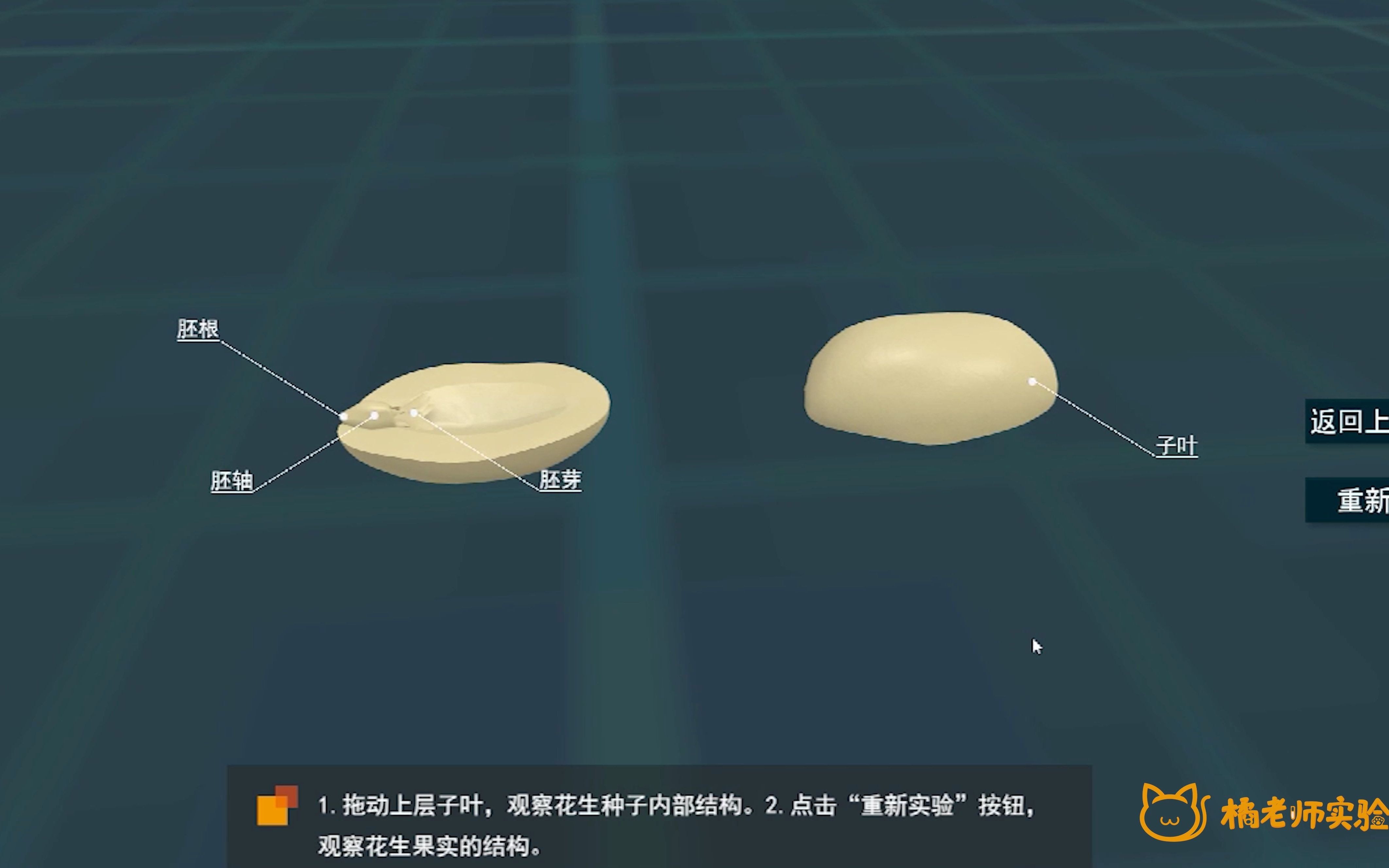【橘老师实验室】果实的结构