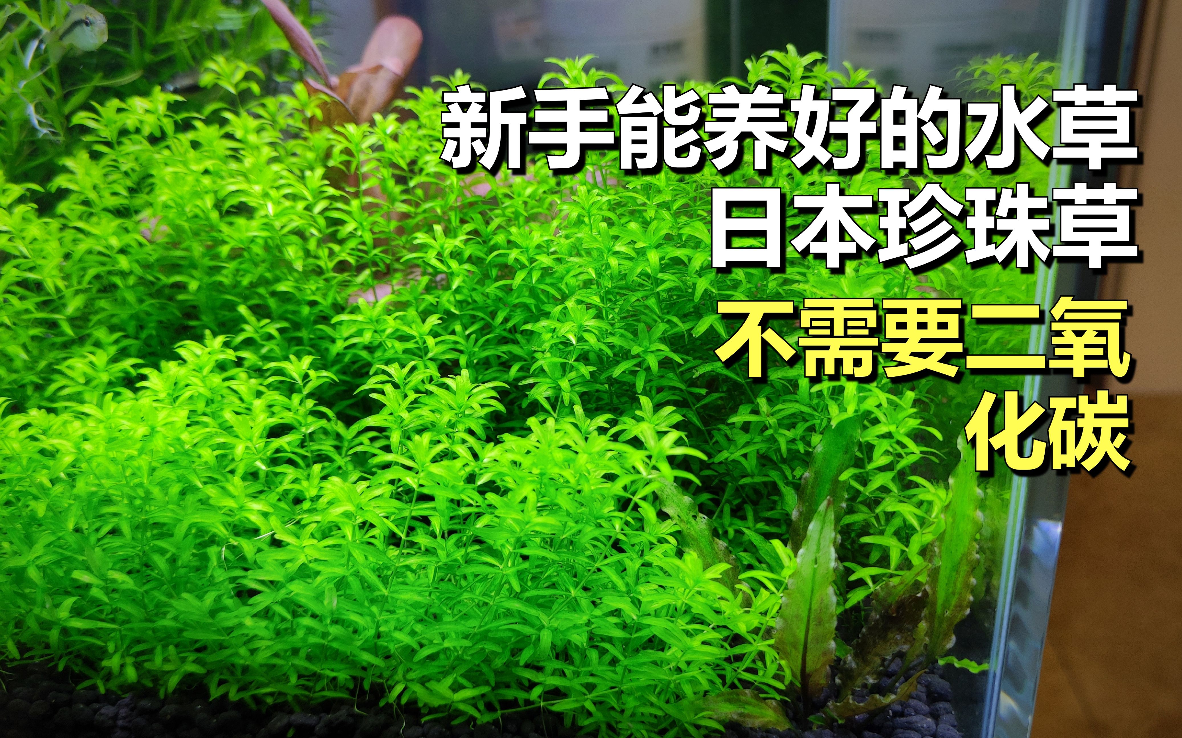 新手也能养爆缸的水草:日本珍珠草,嘎嘎爆缸!