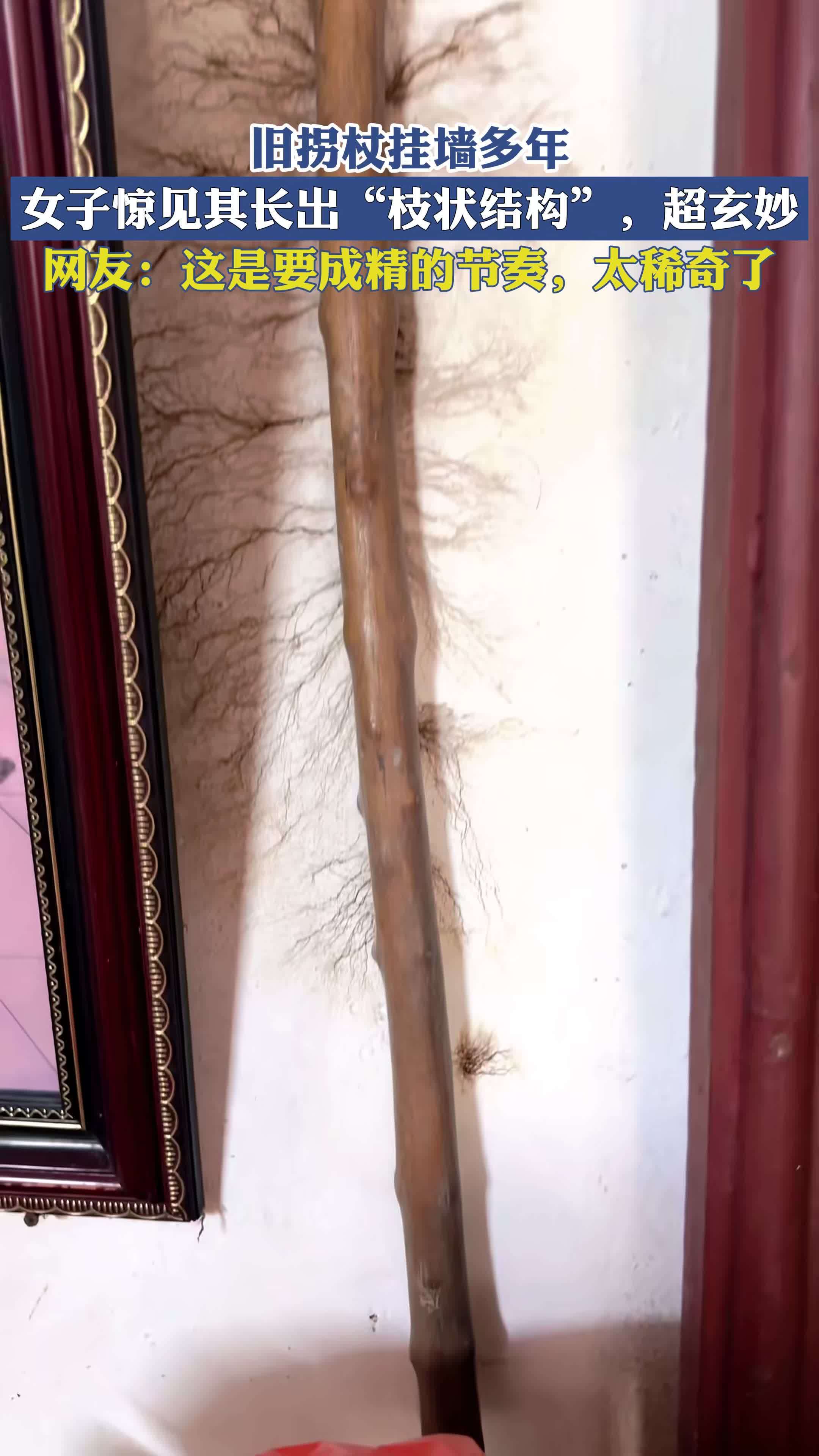 旧拐杖挂墙多年,女子惊见其长出"枝状结构",超玄妙!