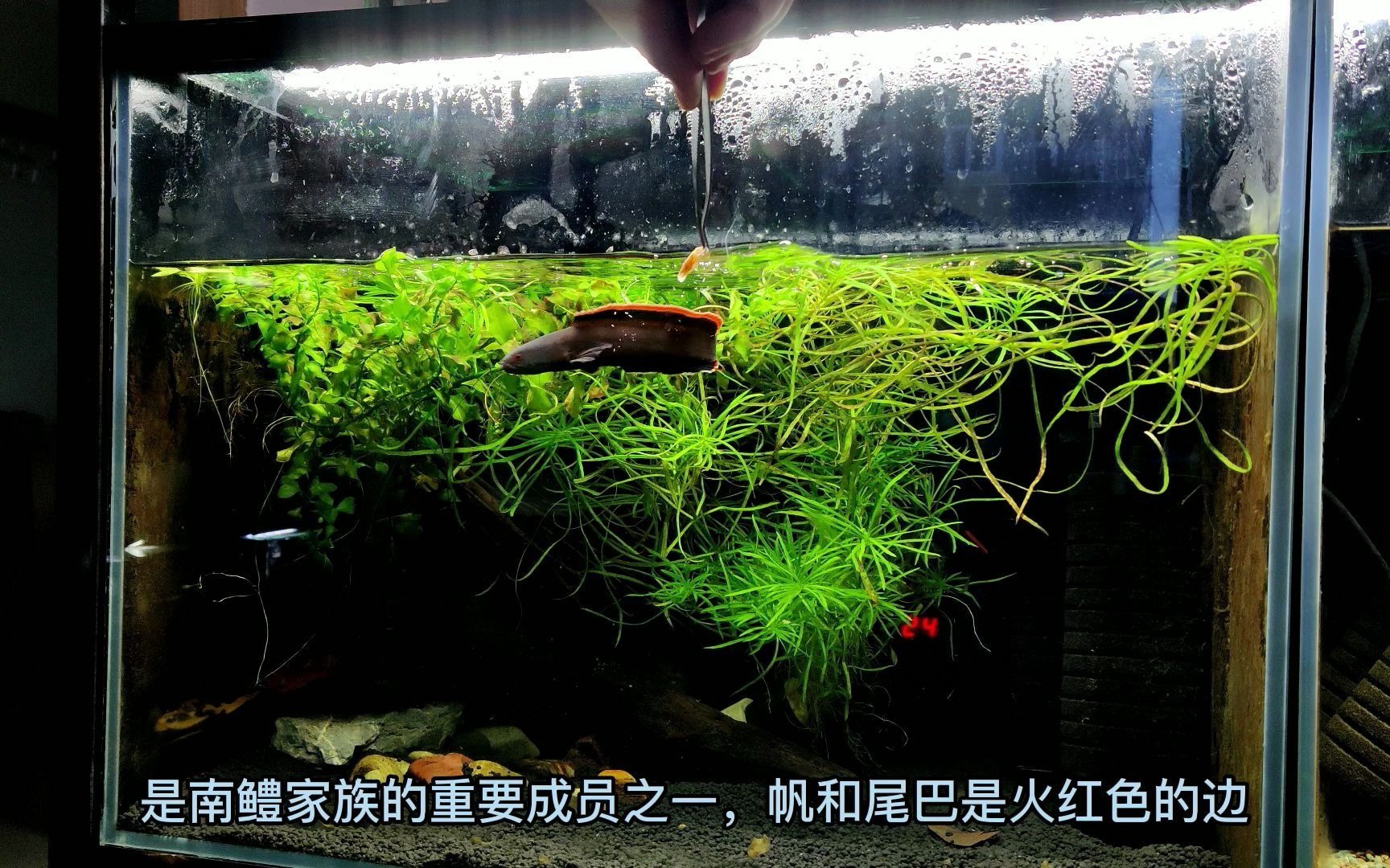 雷龙科普 第二集 常见的中型雷龙详细介绍!