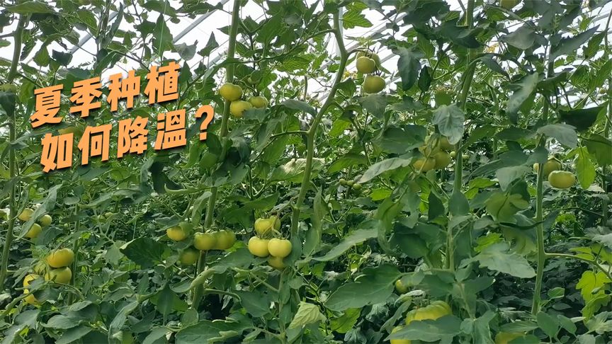 无土栽培种番茄,夏季如何降温?看看我们的做法