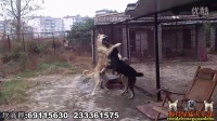 土耳其坎高犬小野兽vs中亚犬小黑打斗比赛
