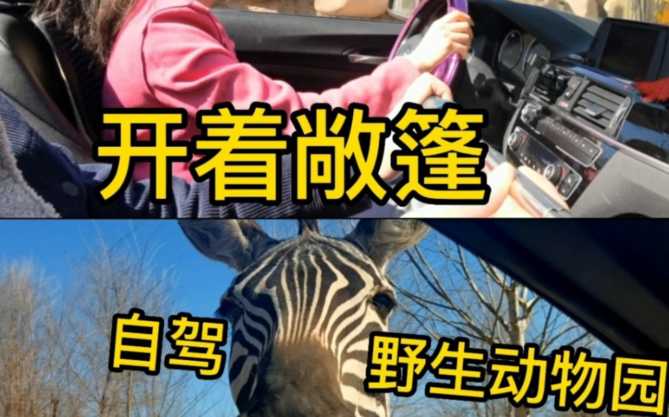 北京敞篷自驾野生动物园被野兽围观哈 开着敞篷自驾进入北京野生...
