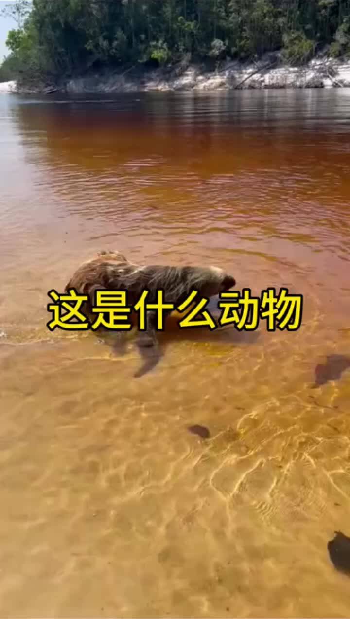 在河里爬行的是啥动物呢?