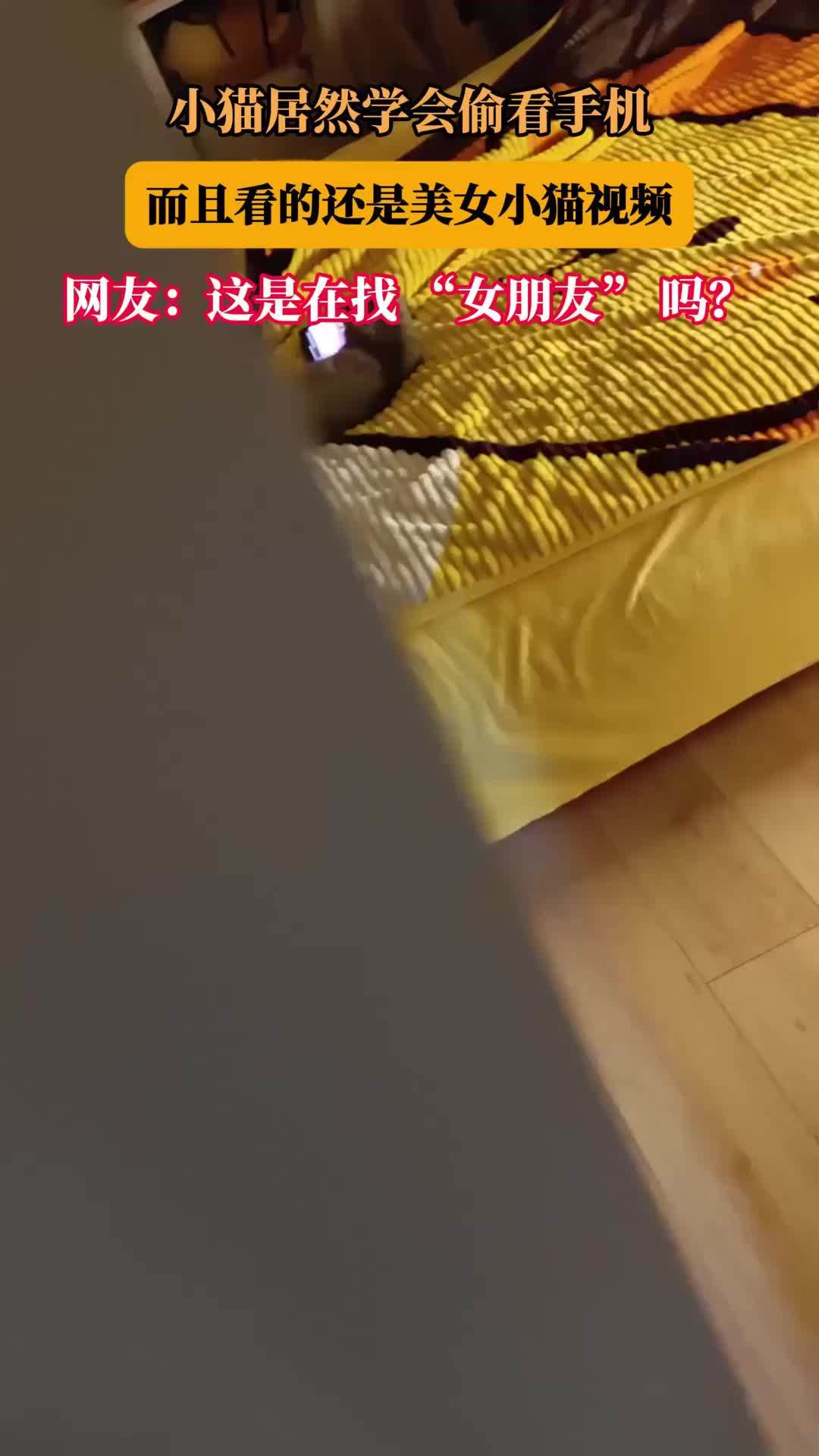 小猫居然学会偷看手机,而且看的还是美女小猫视频