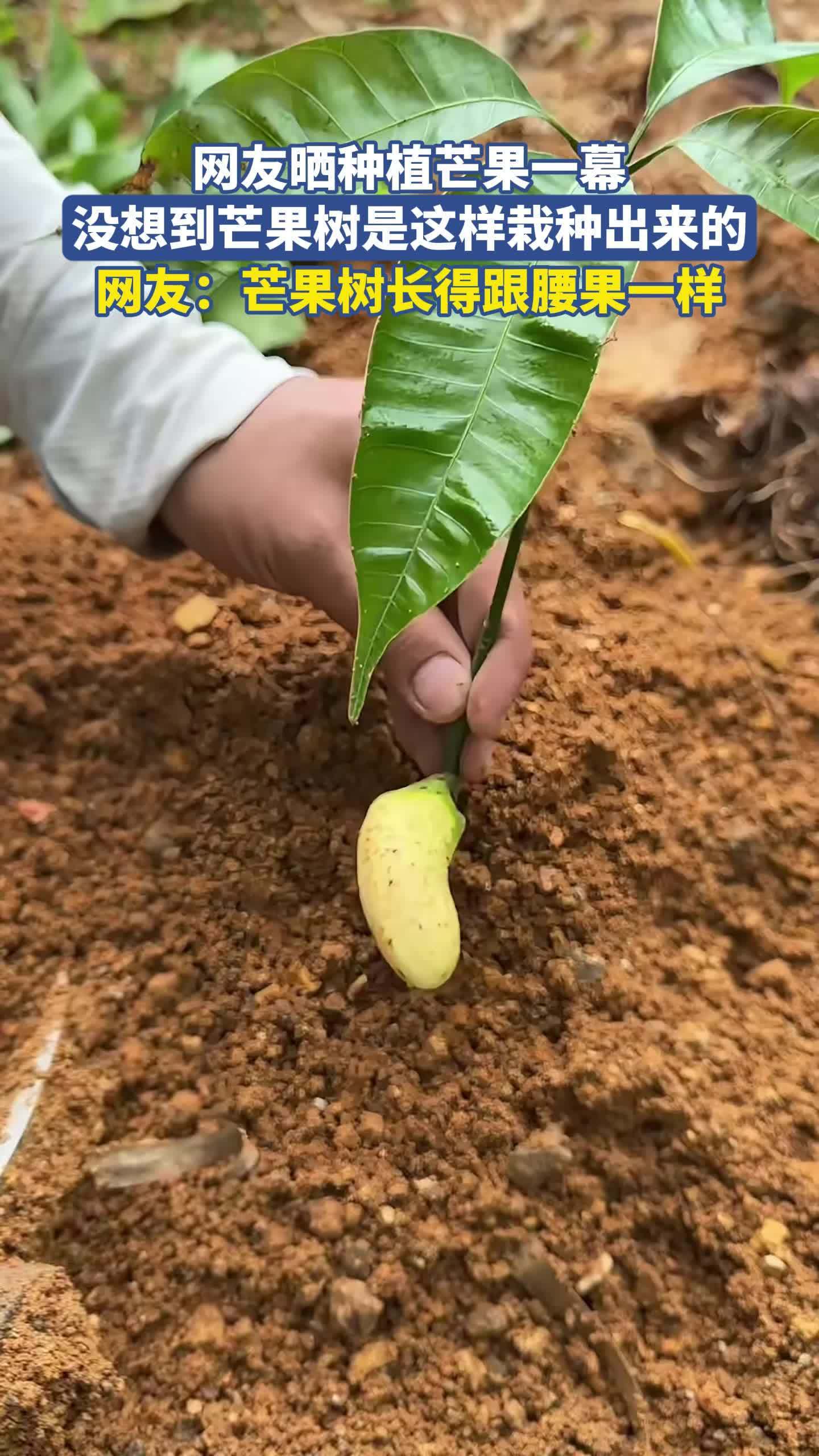 网友晒种植芒果一幕,没想到芒果树是这样栽种出来的