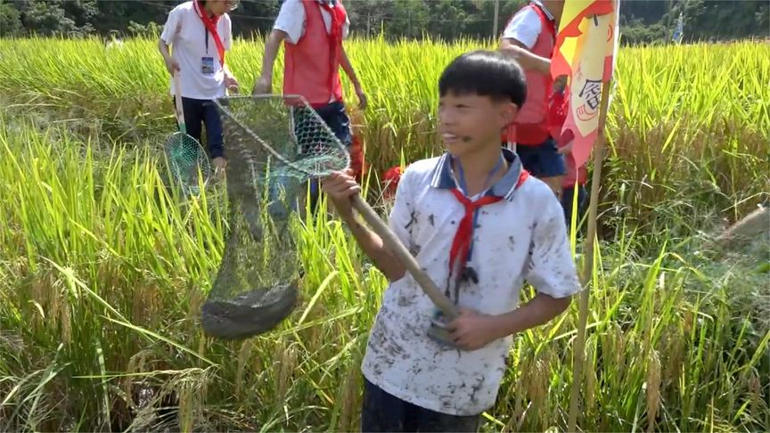 学生劳动实践,抓稻田鱼,体验农事快乐