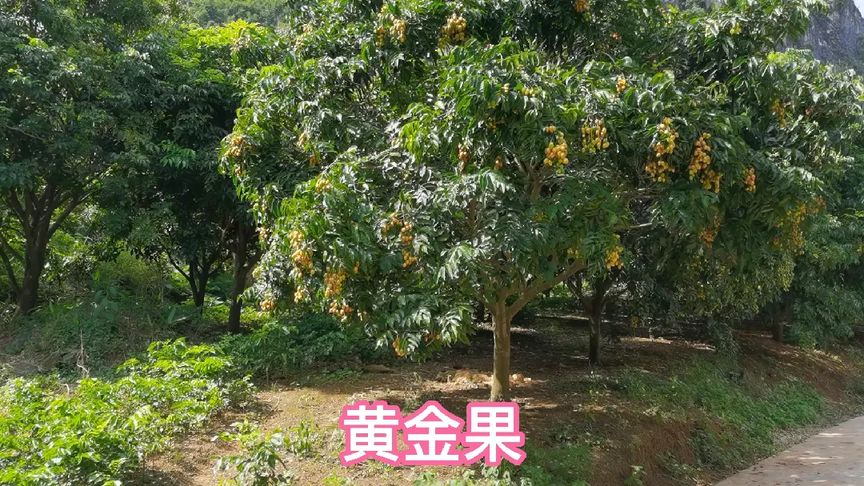 黄金果,又名(黄皮果)
