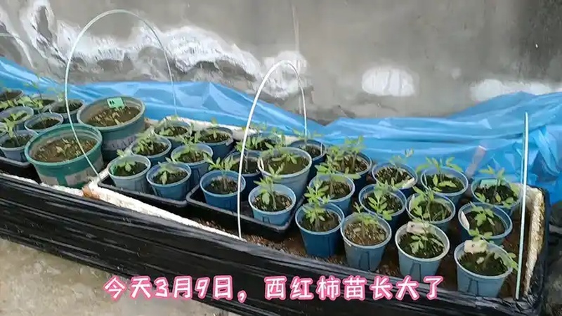 楼顶菜园,记录西红柿苗的生长情况!