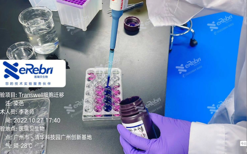 #医瑞贝生物 #您的技术实验服务伙伴 实验方法:Transwell细胞迁移