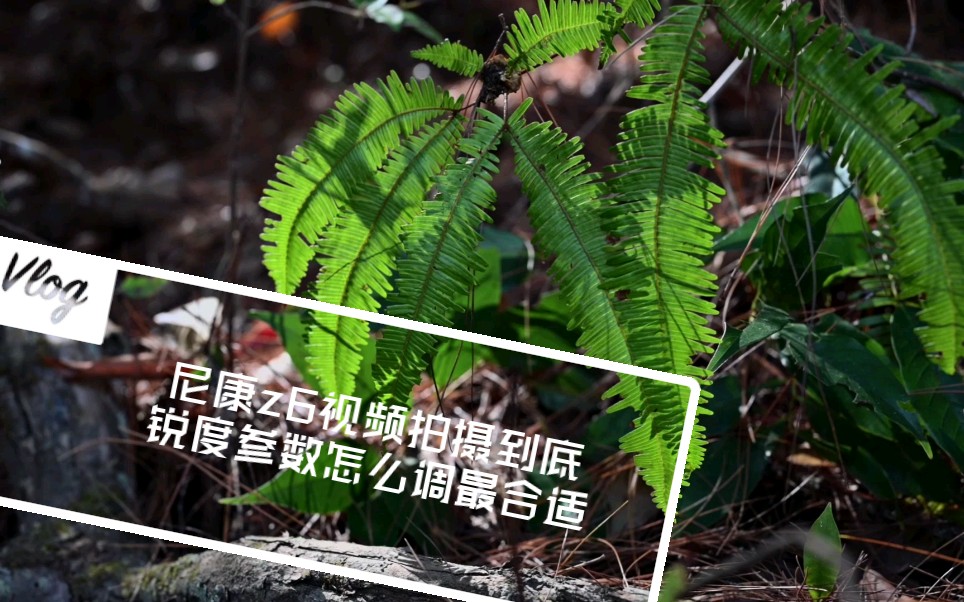 【尼康z6】视频拍摄锐度到底该怎样调整电影感太模糊了
