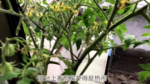 阳台种番茄,只见开花不结果,这3个原因引起的,解决后挂果累
