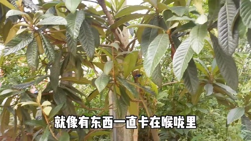 枇杷叶和它是绝配!立秋前这样吃,咳嗽、嗓子痒,统统走开了
