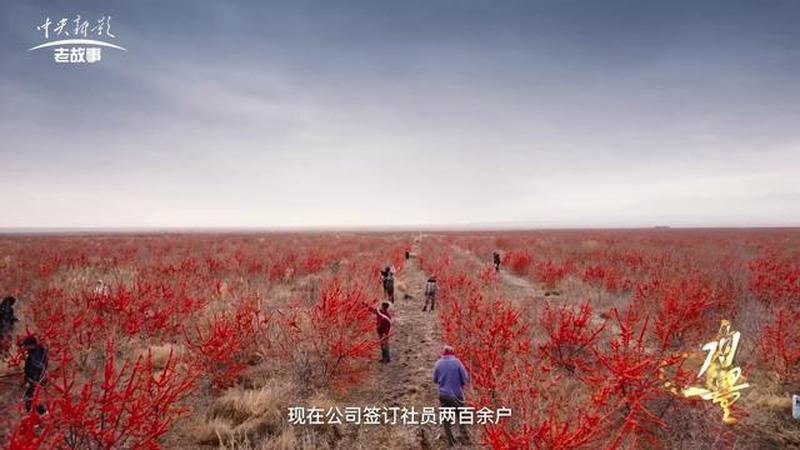 是责任也是情怀,曾经无人问津的沙棘