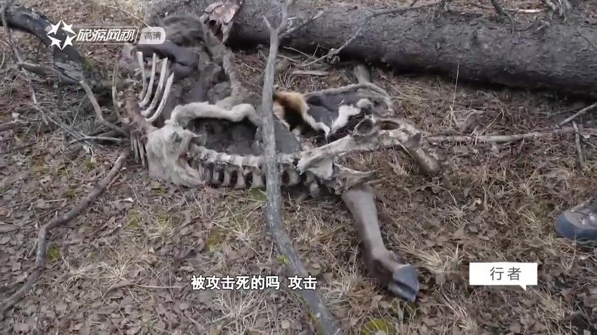 寻找雪豹踪迹,刚进入针叶林,就有了惊人的发现