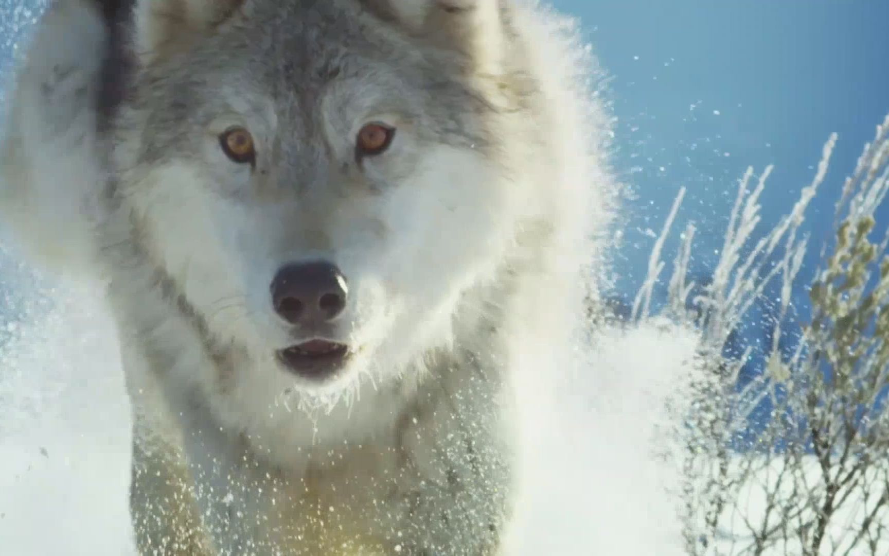 纪录片.神奇狗狗.S01.2018[片头][高清][英字]