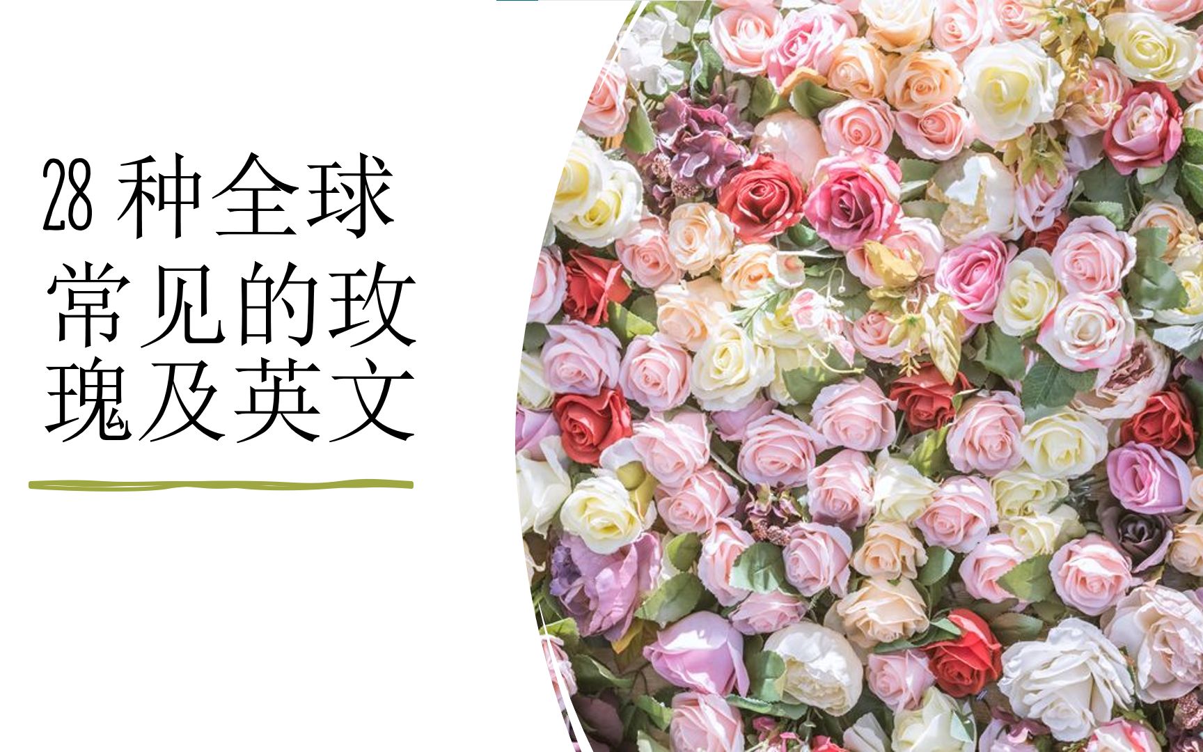 【002】28 种全球常见的玫瑰及英文