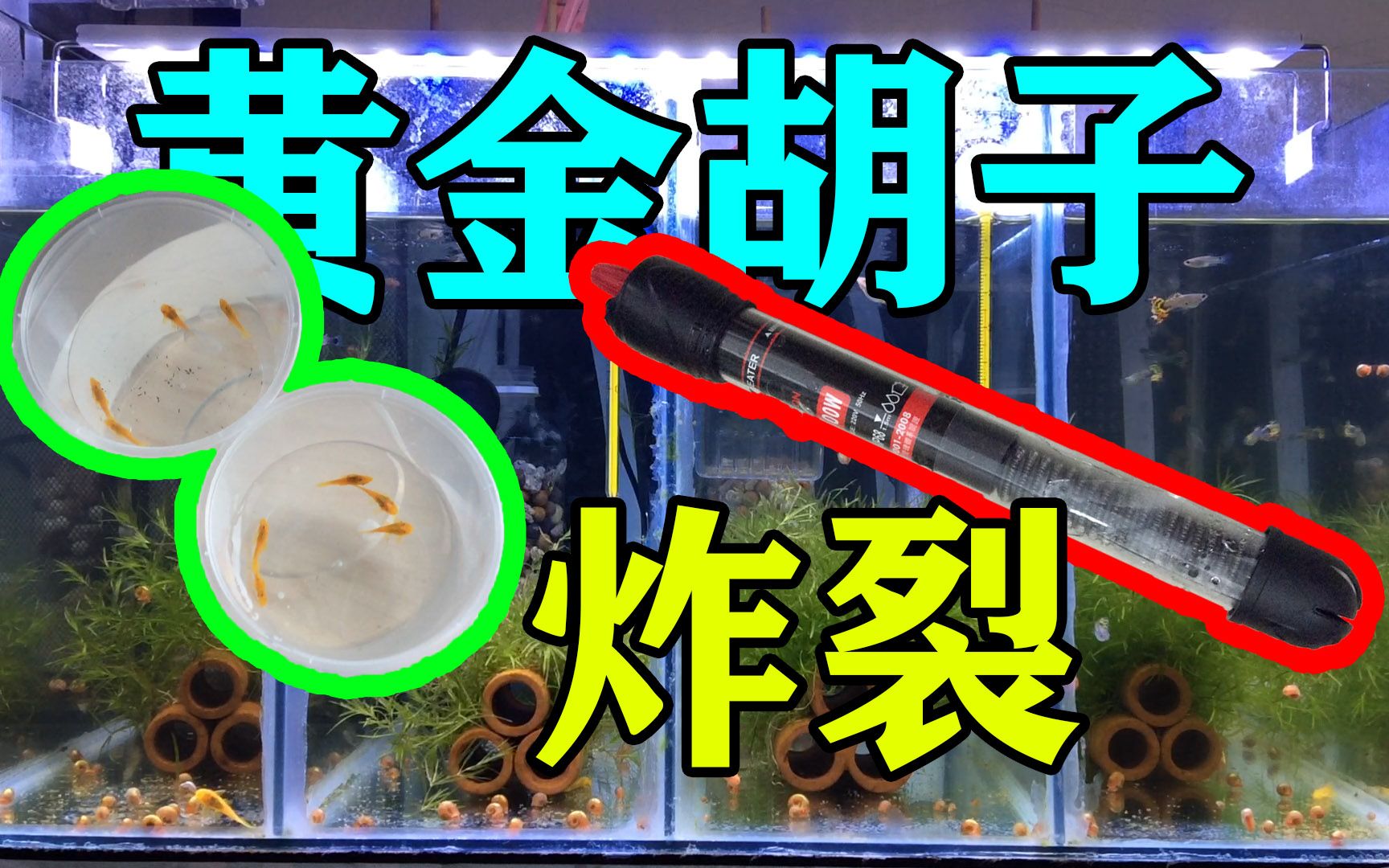 加热棒爆炸!留心使用;入手10条黄金小胡子,帮我清理鱼缸。