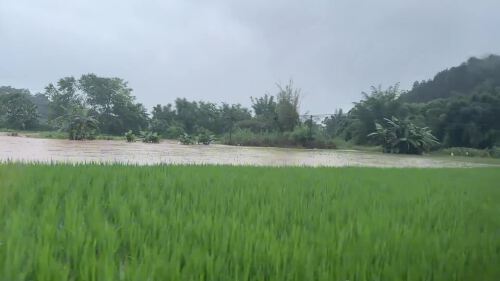 农民伯伯太难了,眼看就要收割了,一场大雨把稻谷都淹没了