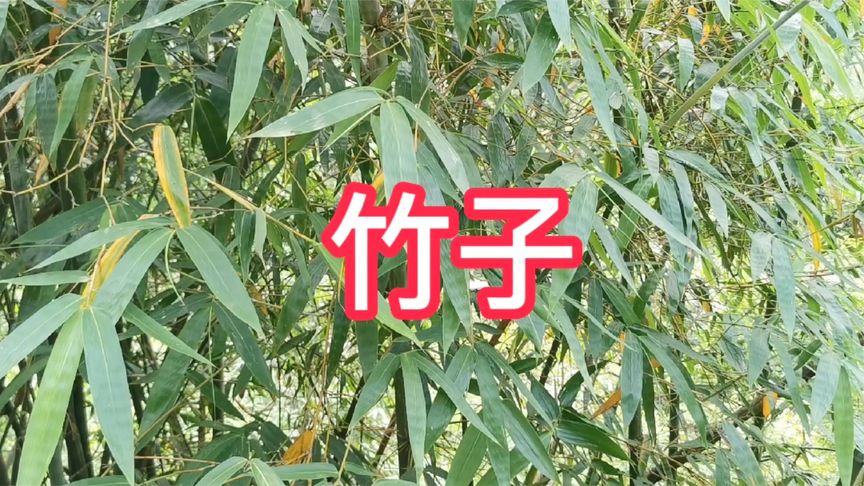 农村常见的竹子也有强大的用途,还能入中药,你知道几种用法呢?