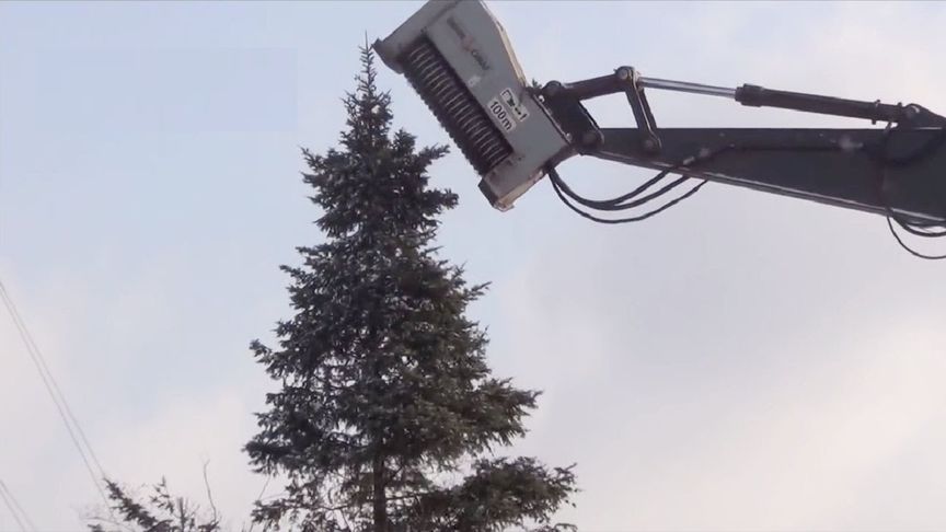 这是世界上最残忍的砍伐树木,一棵大树被这个大机械直接“吃”了