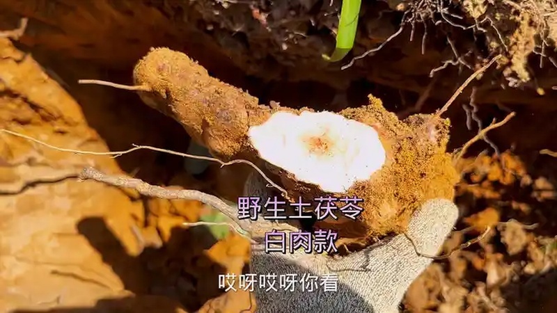 野生土茯苓,你知道它的用途吗?搭配五指毛桃根效果不错哦