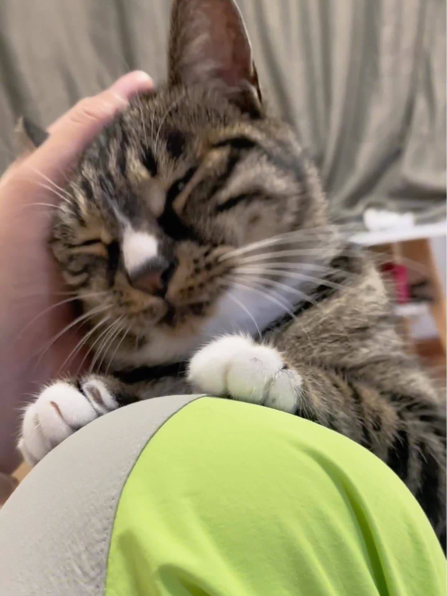现在狸花猫都这么会撒娇了吗?哇哇叫的小夹子～猫咪