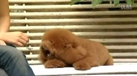 怎样训练狗狗在固定的地方拉屎拉尿