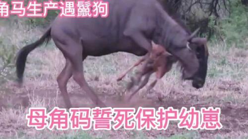 角码生产遇到危险,能成功躲避袭击吗?
