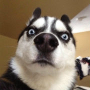 麦田里的哈士奇 