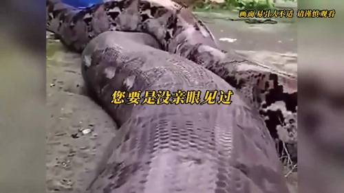 精彩的动物世界:这么大的蟒蛇您见过吗轻松吞掉一头水牛吧