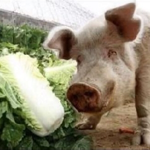 被猪拱了的老白菜 