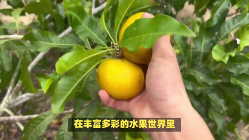 黄晶果:果实金黄剔透,而且味道清甜多汁,是夏季消暑的理想选择