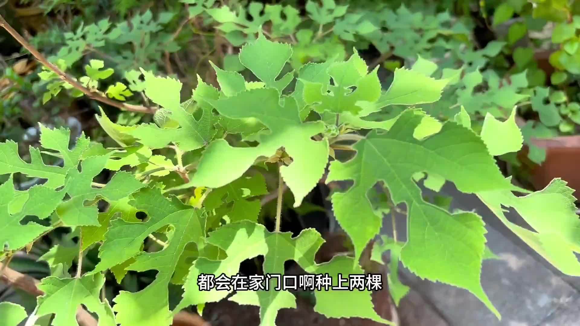 这种价值很大的植物就是构树,一起认识一下