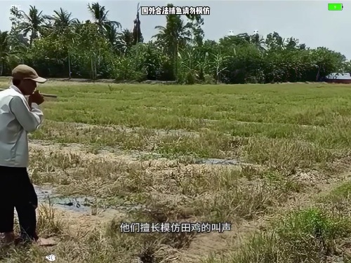 东南亚深山抓田鸡模仿叫声定位,辛苦挖到最后却发现是个小不点儿