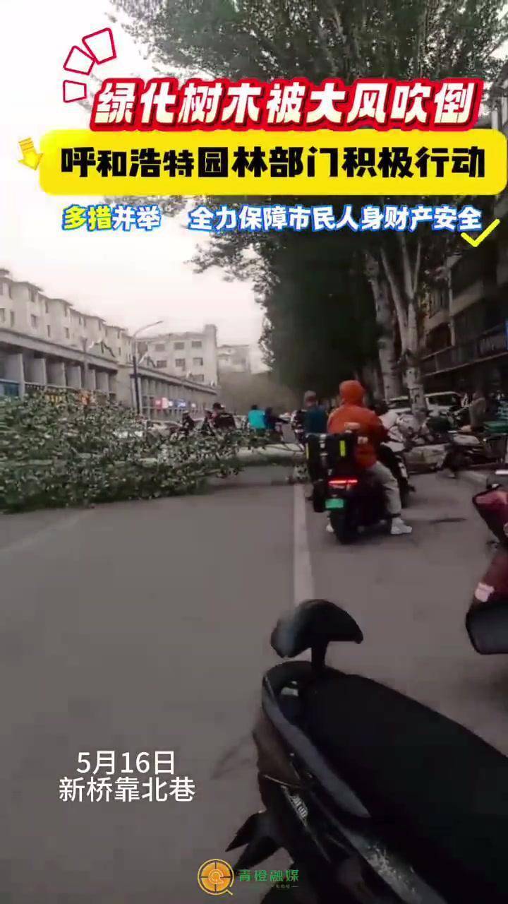 绿化树木被大风吹倒呼和浩特园林部门积极行动