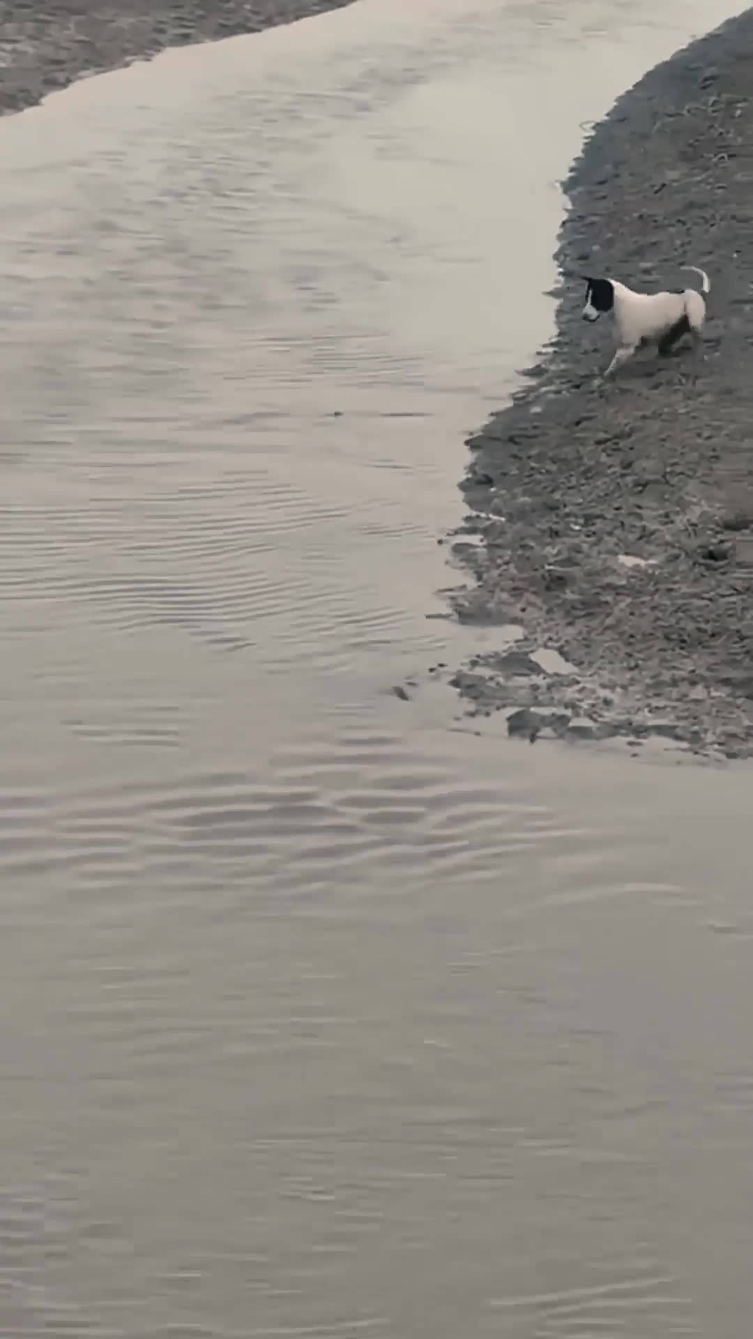 钓鱼佬看了都沉默了,狗钓鱼连鱼竿都不用