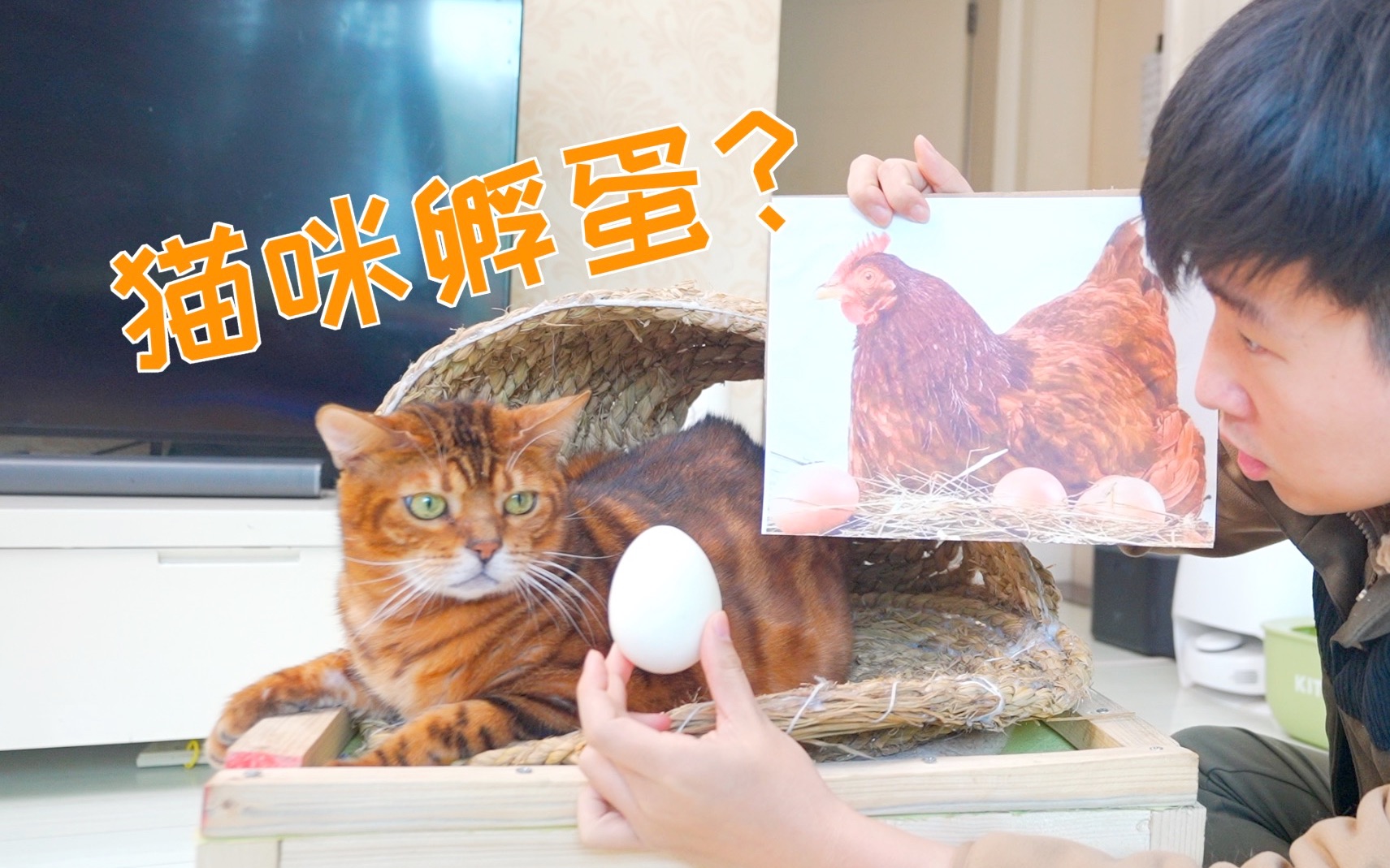 挑战让猫孵蛋的三个月,快疯了!
