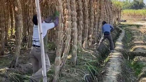 甘蔗生长过程也很不容易,种植户还要用稻草包裹,现在已经没有用了!