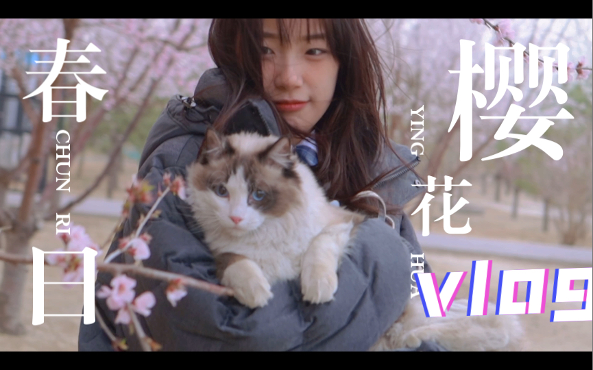 当把猫当狗遛,又怂又皮又浪的布偶