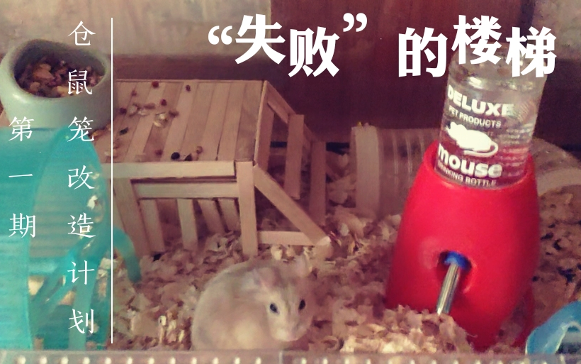 仓鼠笼改造计划第一期:教你DIY自制超级简单两用仓鼠窝