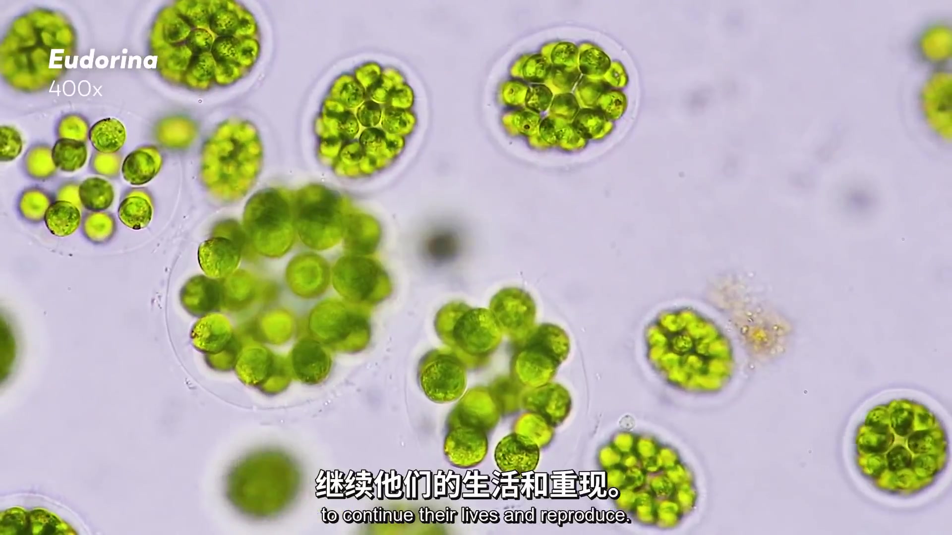 微观世界-原生生物们是如何活动的?