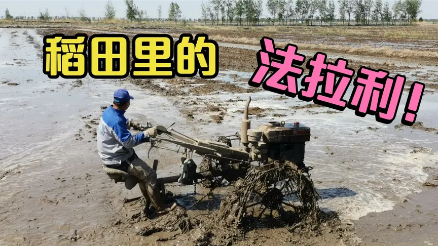 水稻种植步骤多,没耐心还真不行。