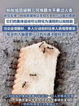 蚂蚁组团破解几何难题水平赛过人类 研究发现:蚂蚁群能够以类似人类...