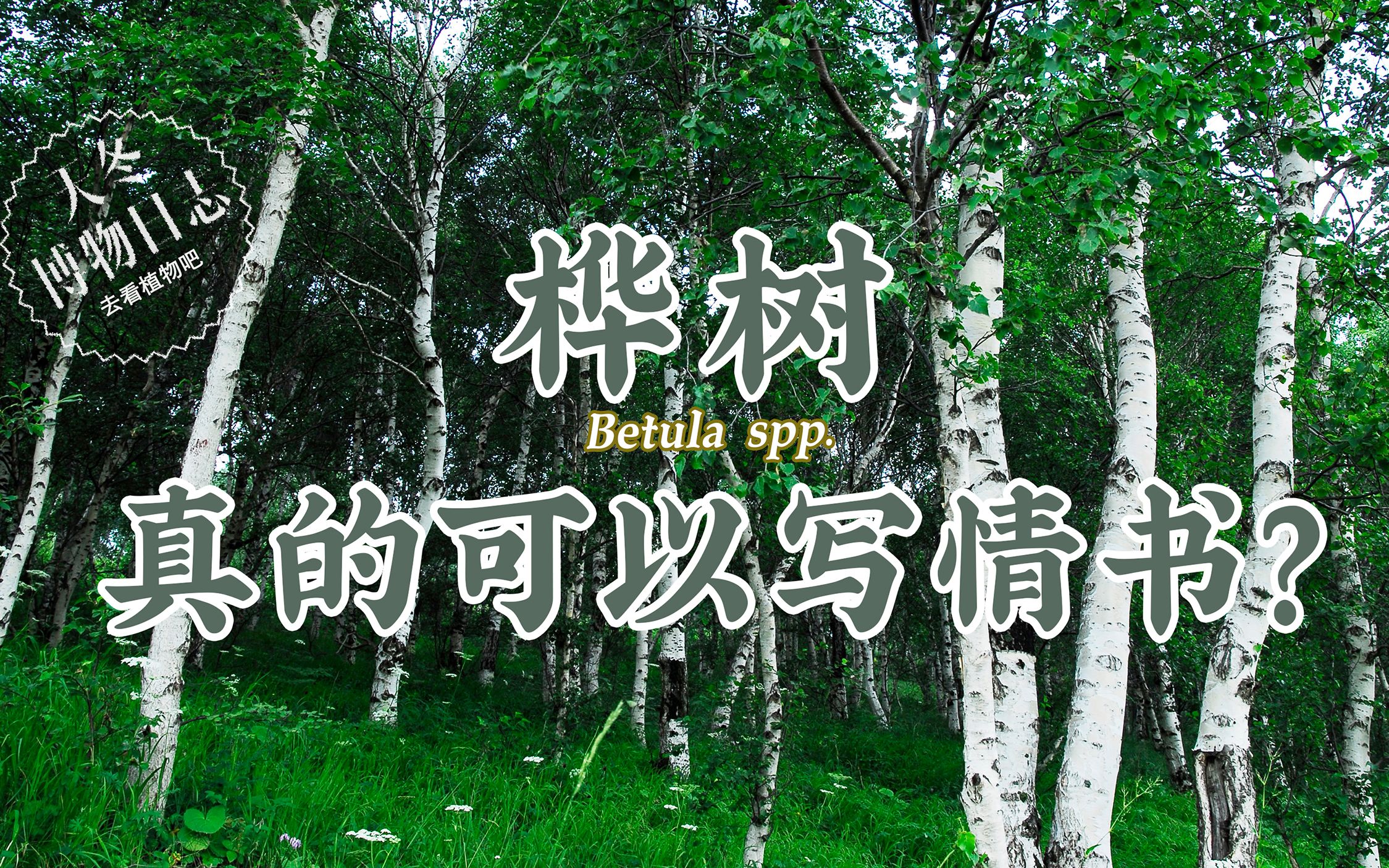 桦树,真的可以写情书?【天冬博物日志】【去看植物吧】