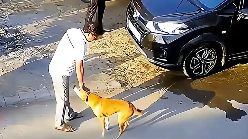 一男子随意摸狗,谁知被狗疯狂猛咬!